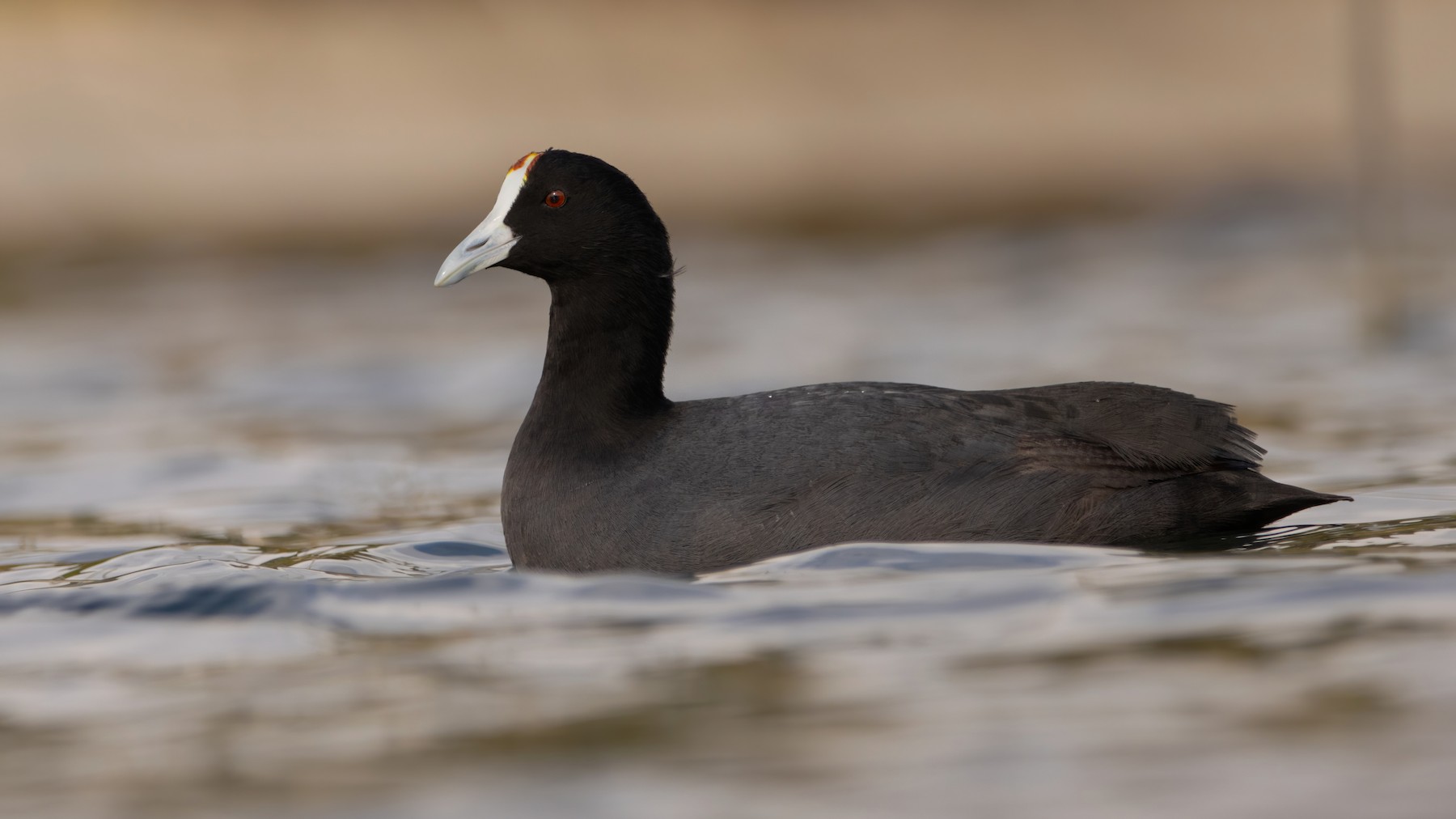 Eurasian x Red-knobbed Coot (hybrid) - eBird
