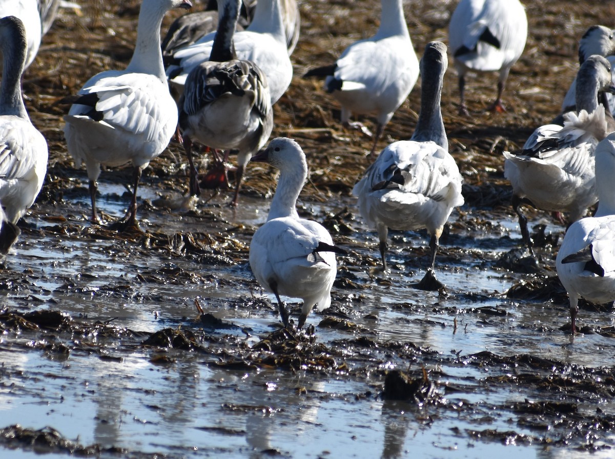 eBird Checklist - 17 Jan 2022 - Kirby Road - 3 species
