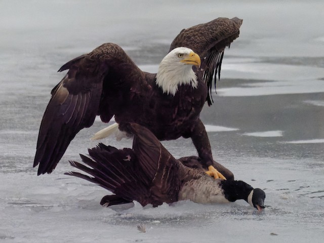 Bald Eagle Diet