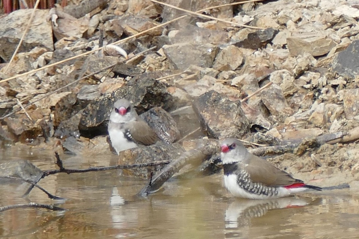 eBird Checklist - 26 Aug 2019 - nerida and jane 's waterhole - 24 ...