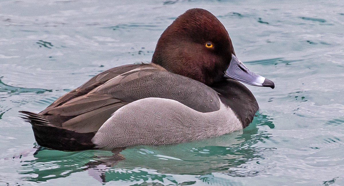 Redhead x Ring-necked Duck (hybrid) - eBird