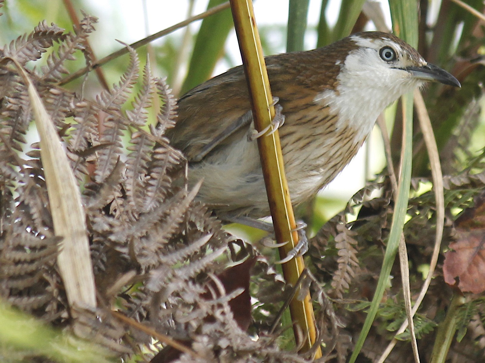 Spiny Babbler - eBird