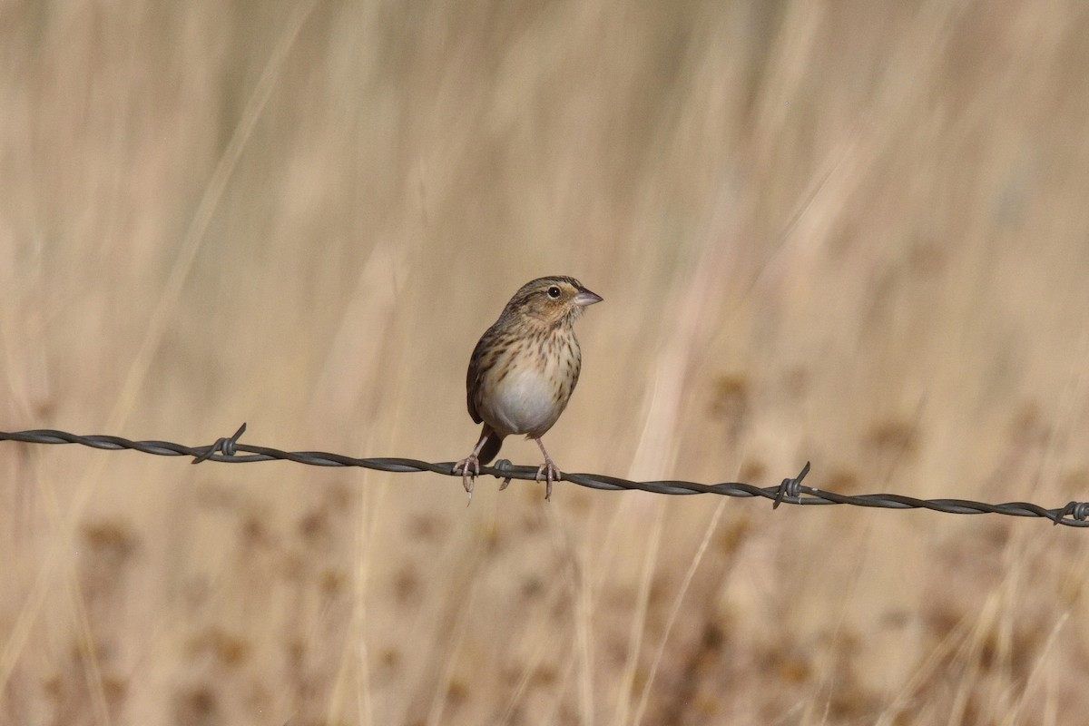 Grasshopper x savannah sparrow (hybrid) - eBird