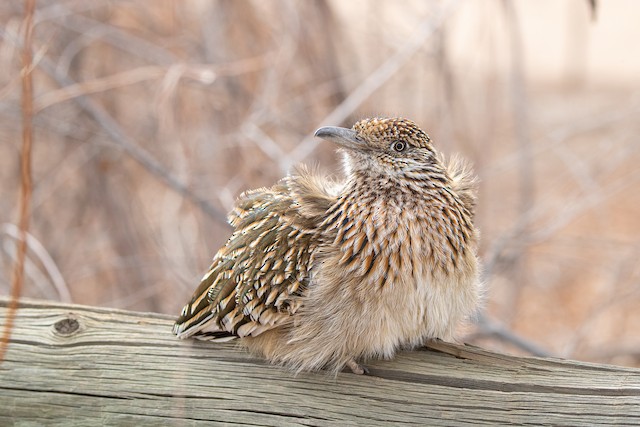 Baby Roadrunner Bird