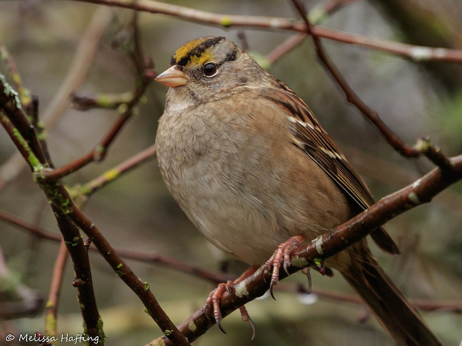 White-crowned x Golden-crowned Sparrow (hybrid) - eBird