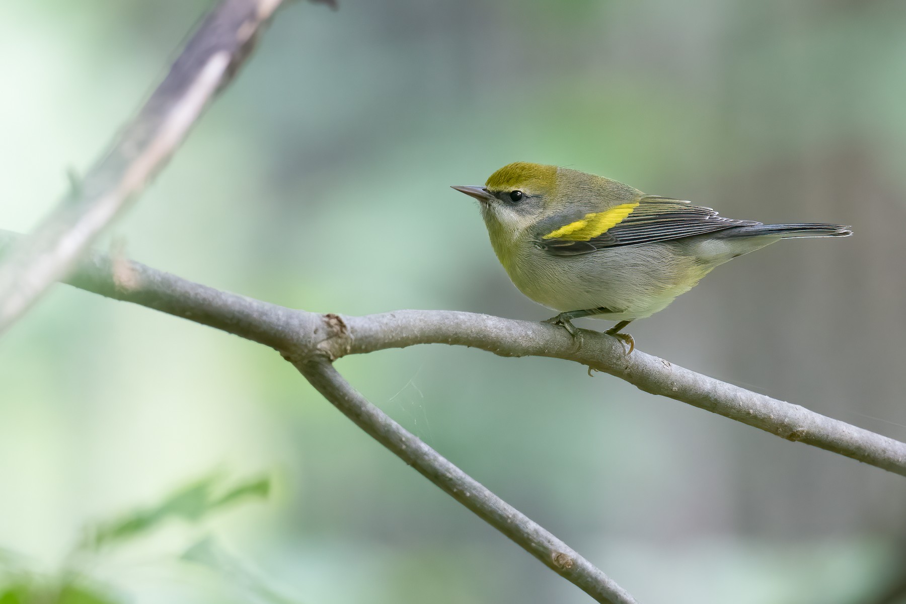 Golden-winged x Blue-winged Warbler (hybrid) - eBird