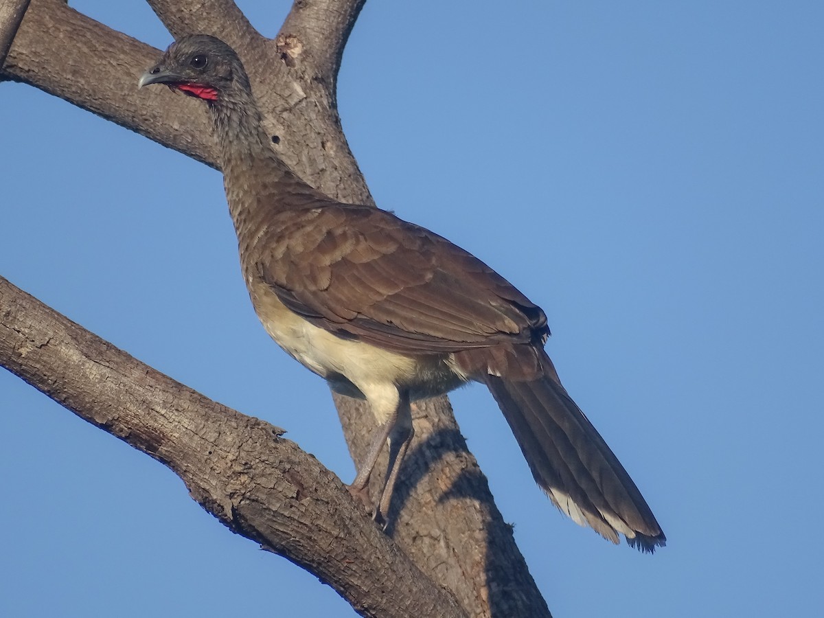White-bellied Chachalaca - Ortalis leucogastra - Birds of the World