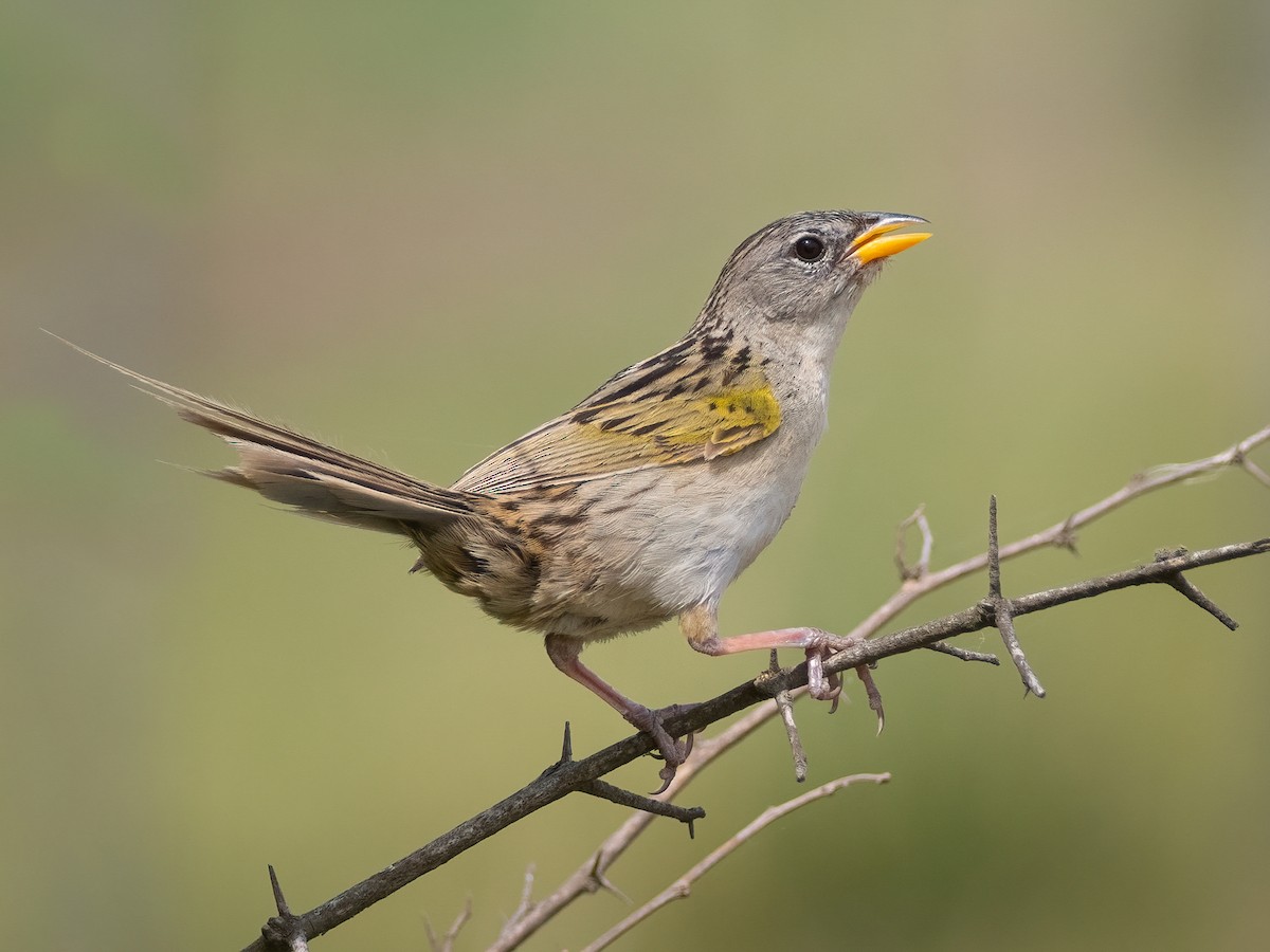 Lesser Grass-Finch - Emberizoides ypiranganus - Birds of the World