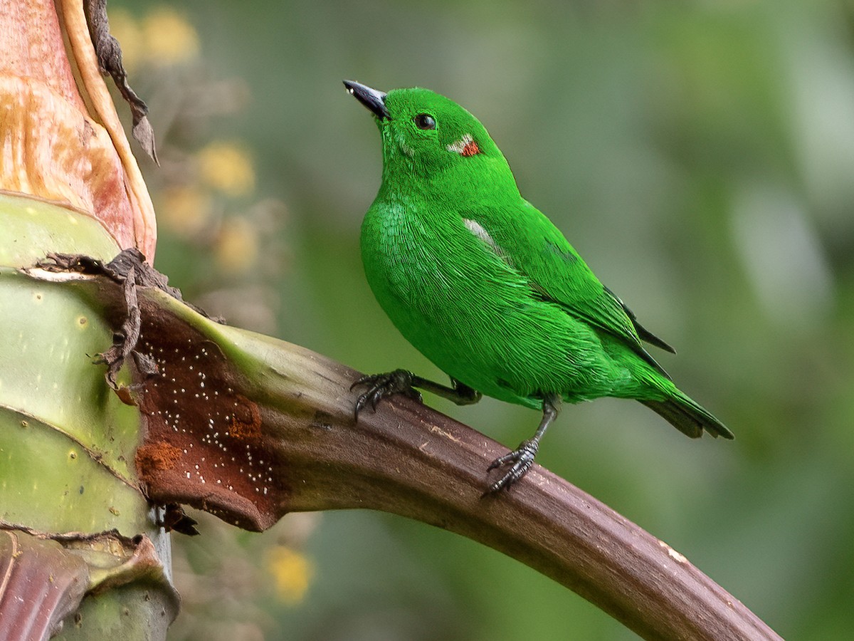 The Glistening-Green Tanager: A Brightly Colored Bird That Can Glow in ...