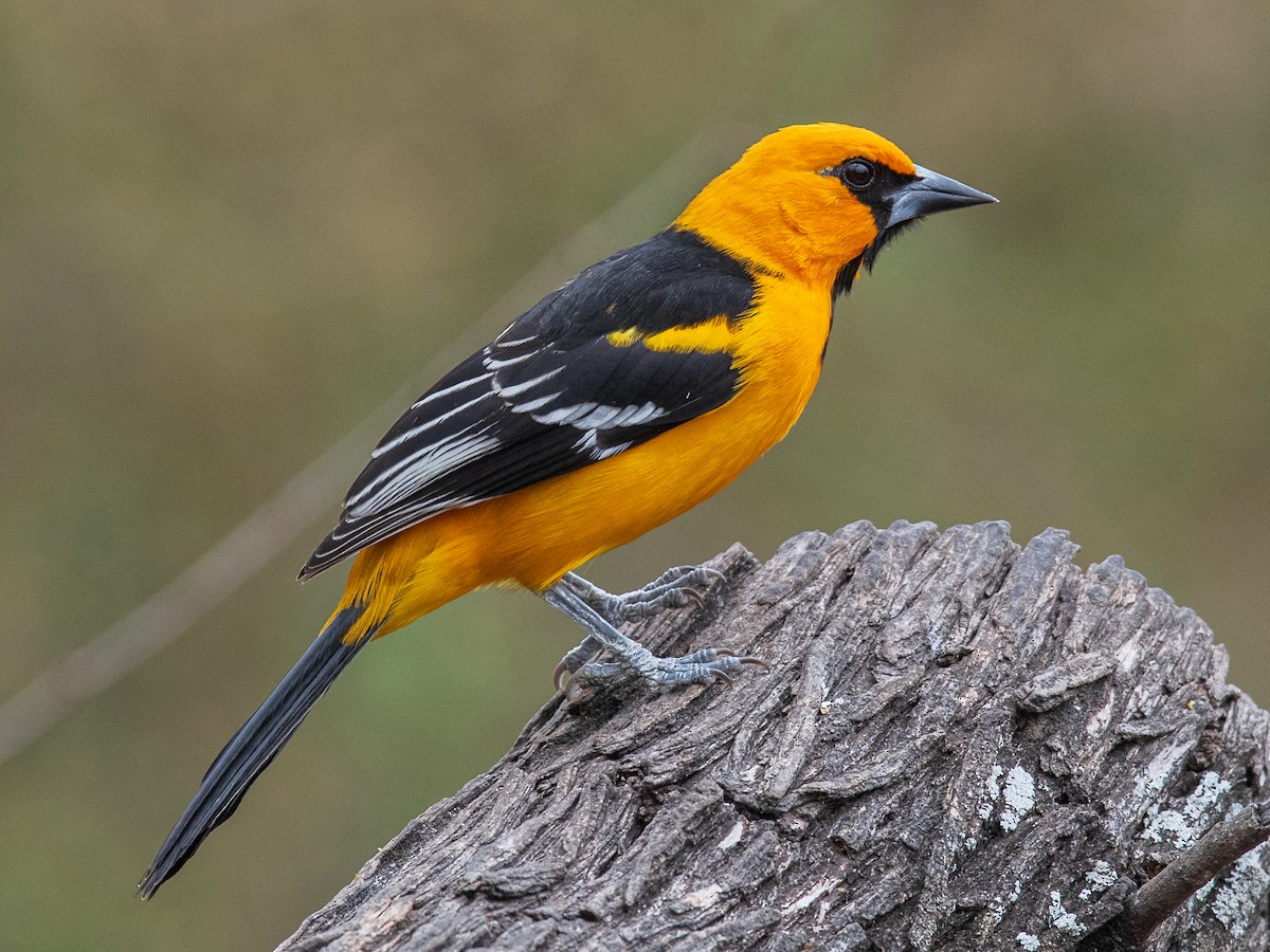 Altamira Oriole - Icterus gularis - Birds of the World