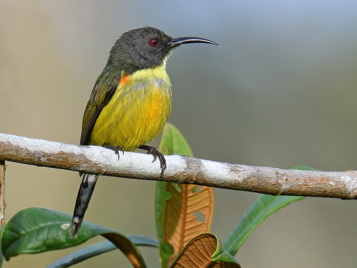 Tboli Sunbird - Aethopyga tibolii - Birds of the World