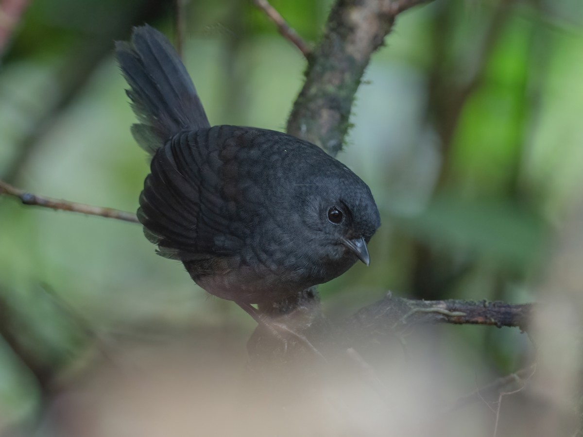 Tatama Tapaculo - Scytalopus alvarezlopezi - Birds of the World