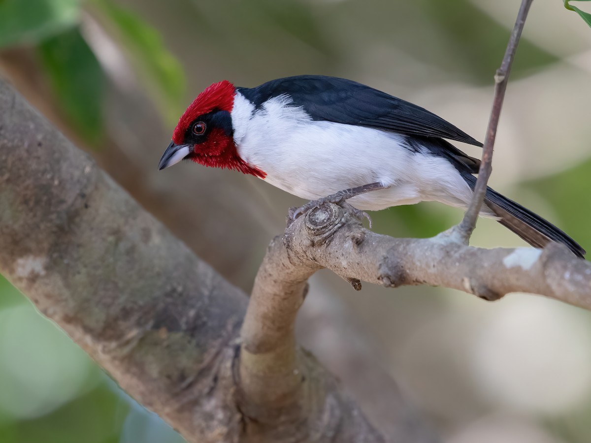Masked Cardinal - Paroaria nigrogenis - Birds of the World