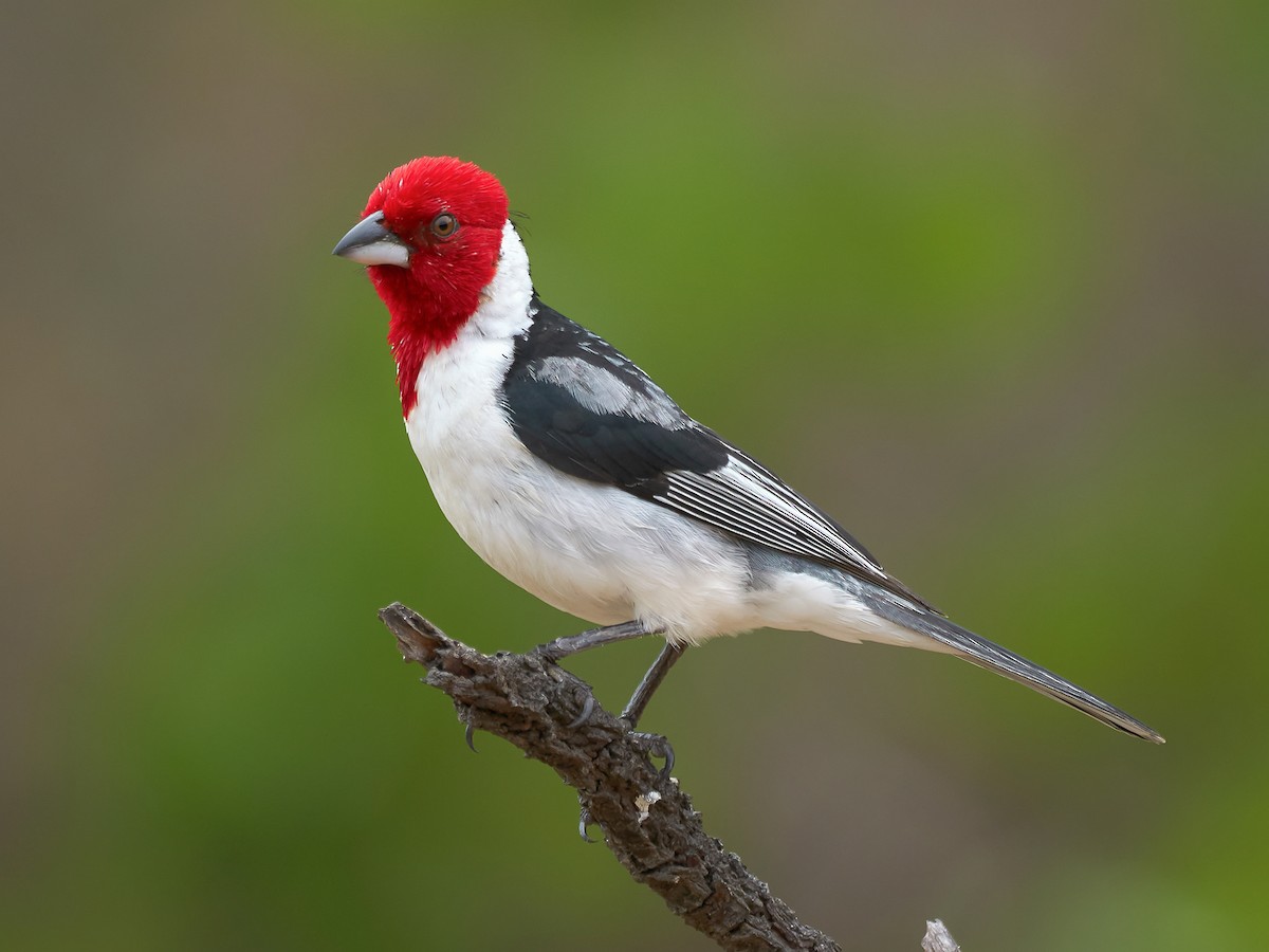 Red-cowled Cardinal - Paroaria dominicana - Birds of the World