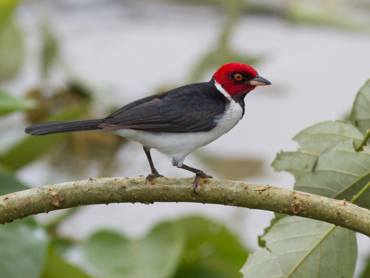 Red-capped Cardinal - Paroaria gularis - Birds of the World