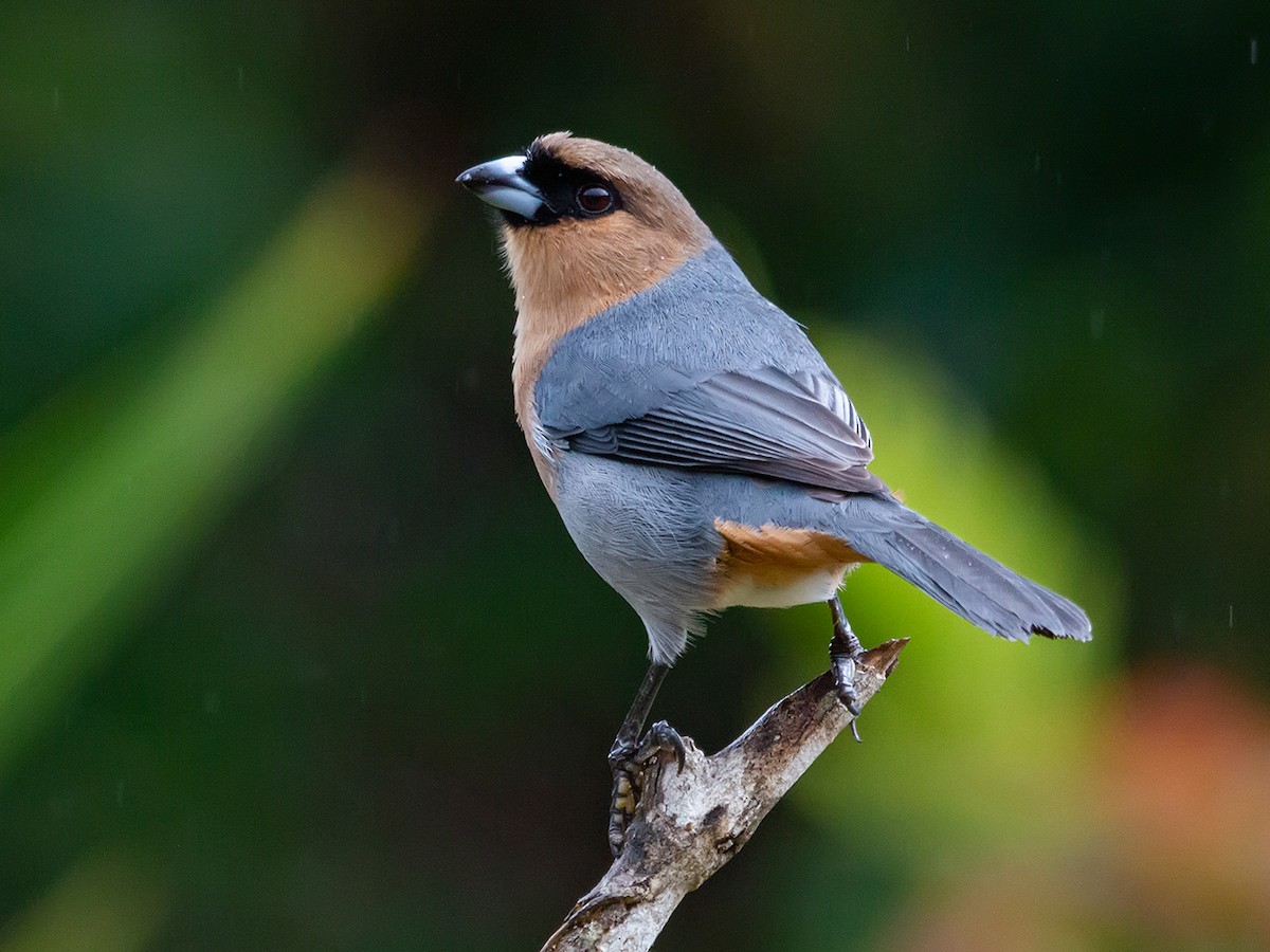 Cinnamon Tanager - Schistochlamys ruficapillus - Birds of the World