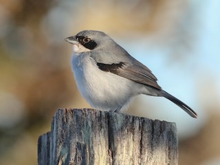 White-banded Tanager - Neothraupis fasciata - Birds of the World
