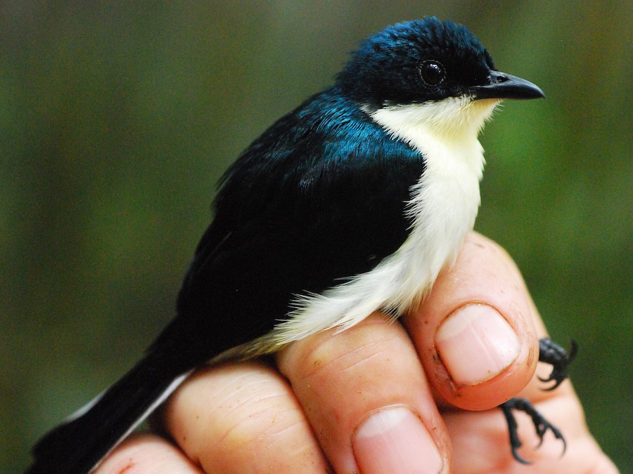 Satin Berrypecker - eBird