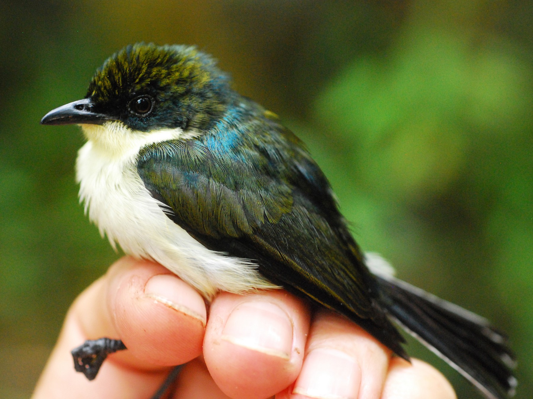 Satin Berrypecker - eBird