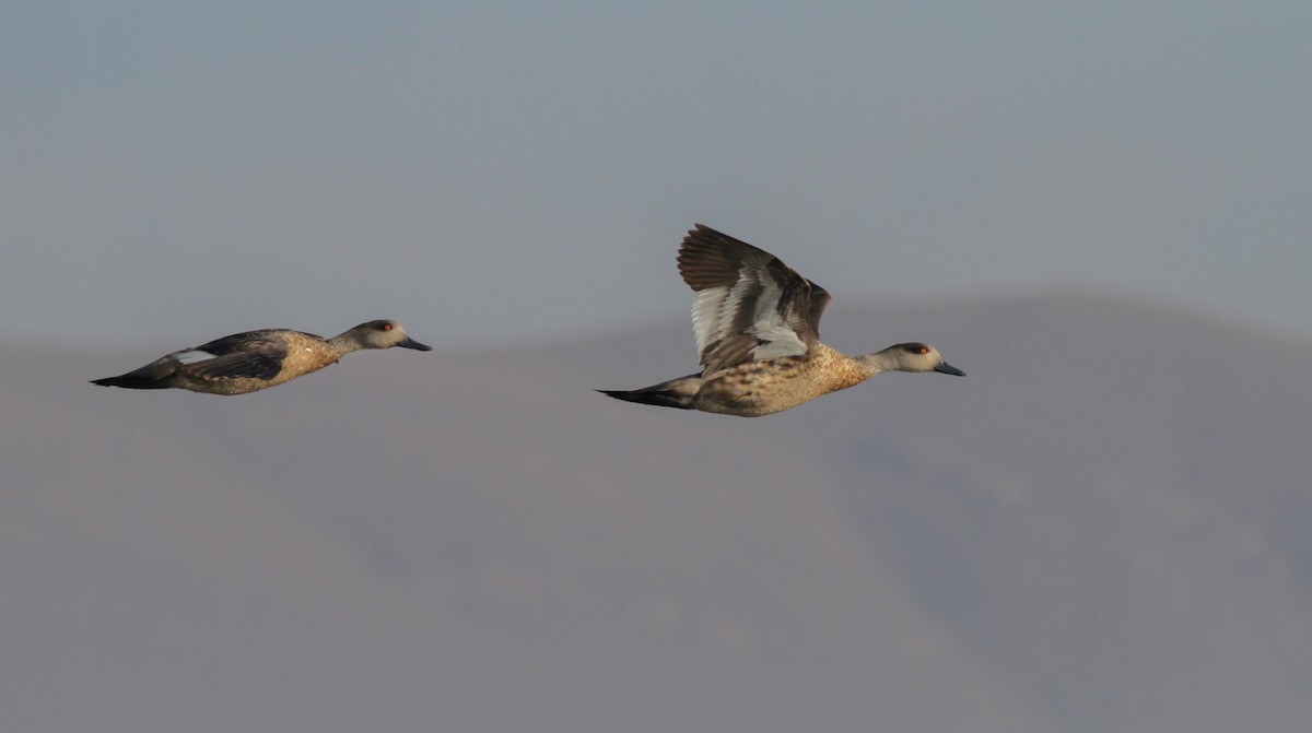 eBird Checklist - 22 Aug 2013 - Lago Uru Uru - 35 species (+2 other taxa)