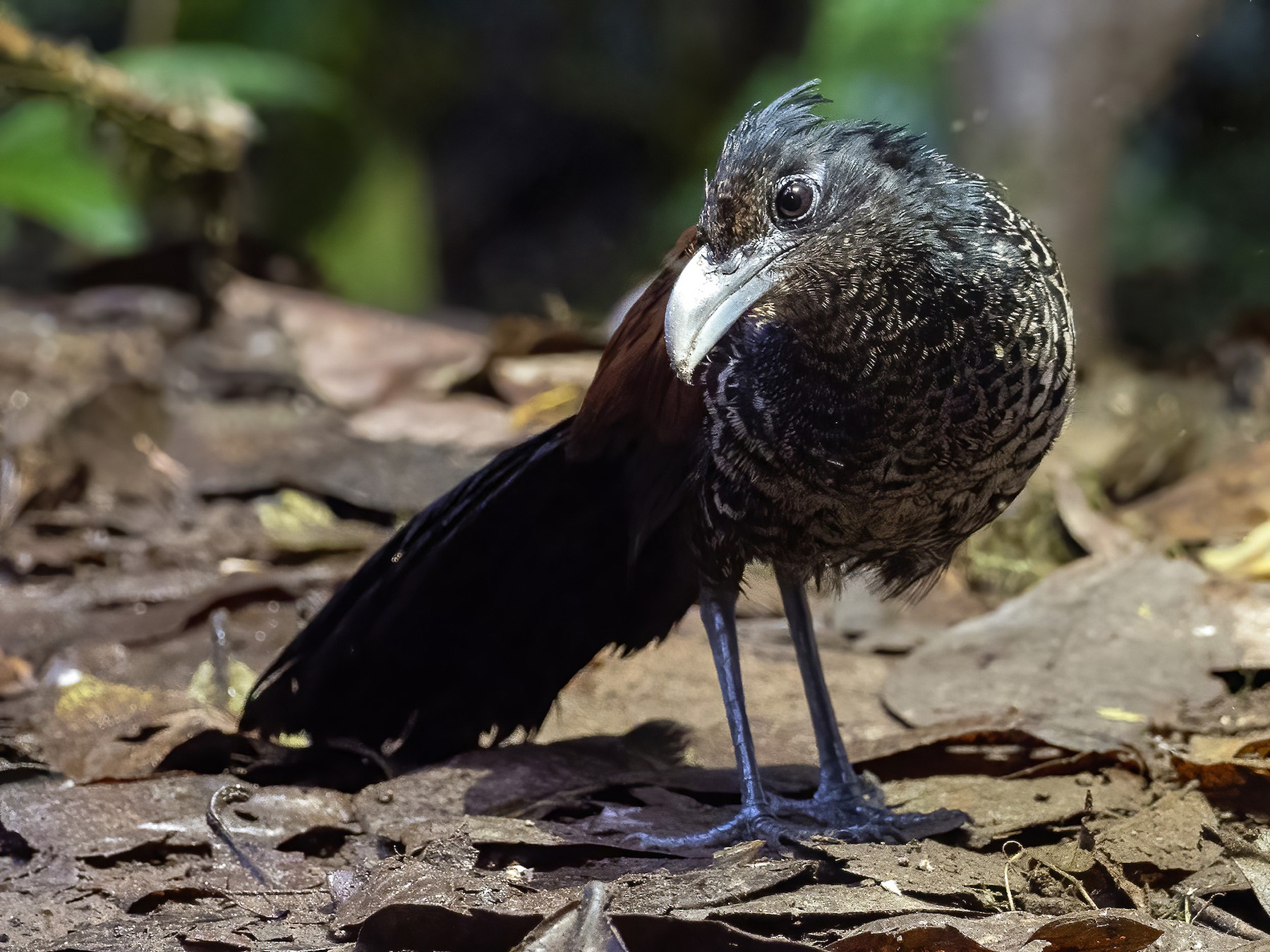 Banded Ground-Cuckoo - eBird