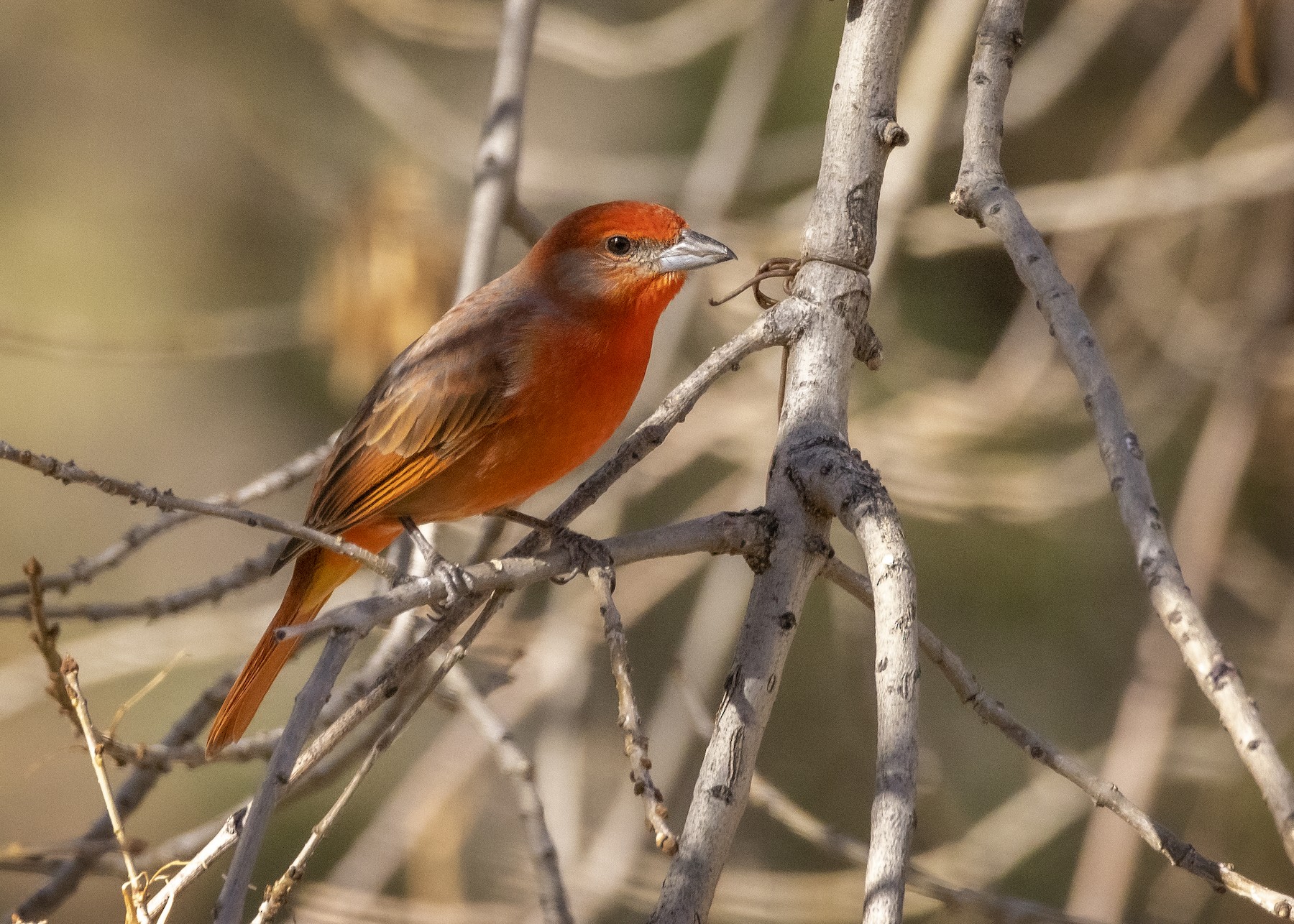 Hepatic Tanager (Northern) - eBird