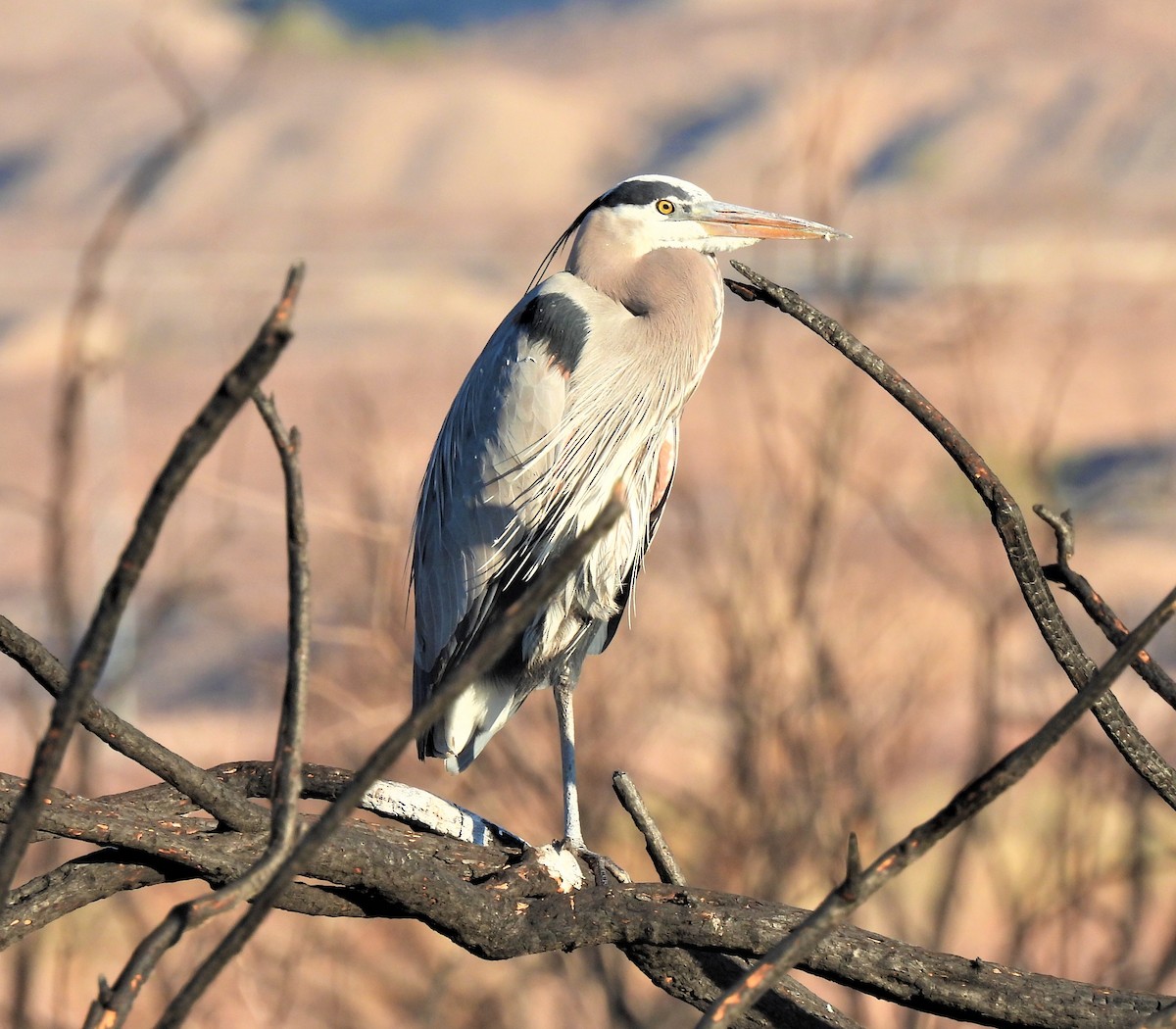 eBird Checklist - 19 Jan 2022 - CRIP Main Canal, Parker - 30 species ...