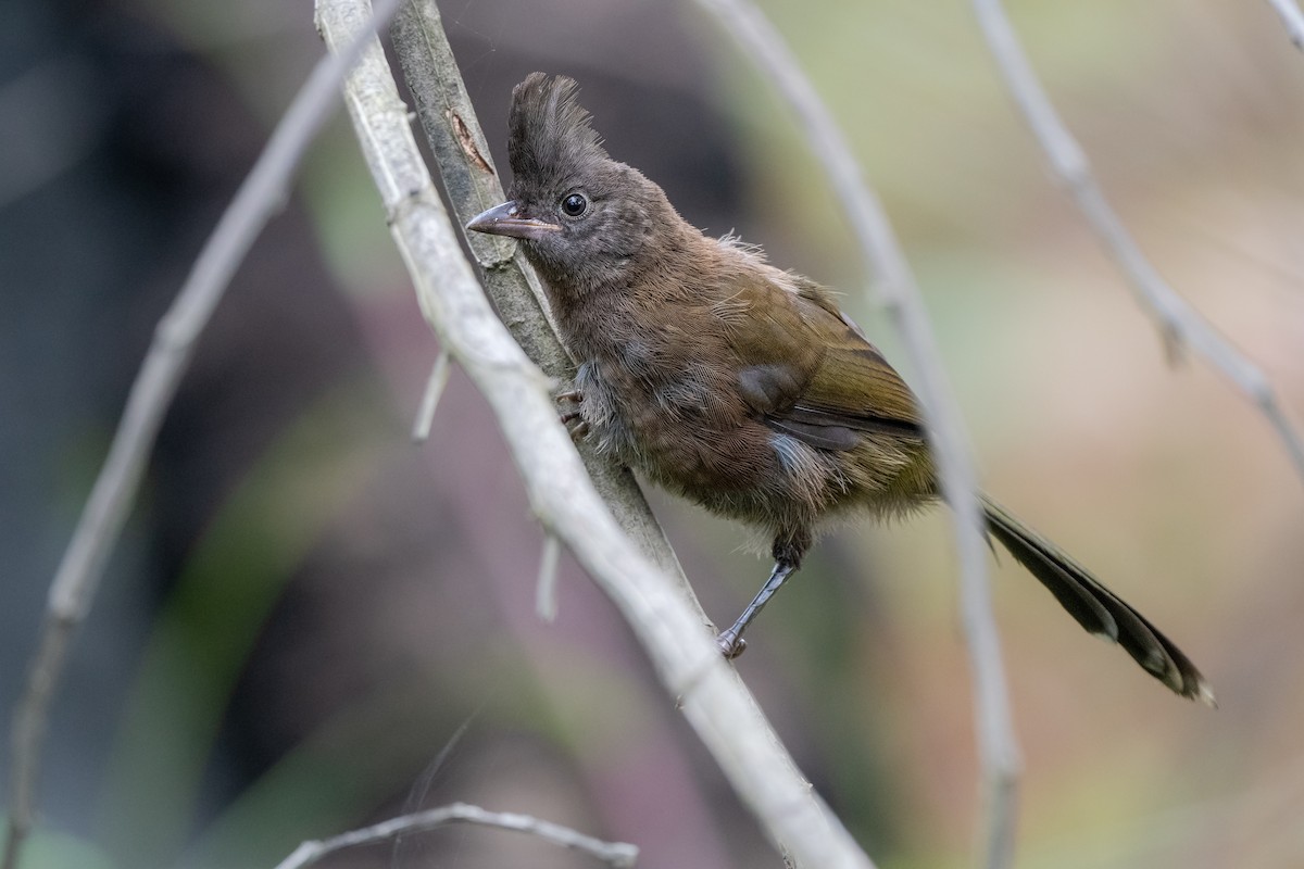 ML407768201 - Eastern Whipbird - Macaulay Library