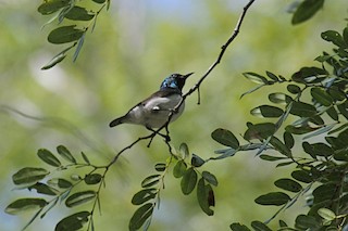 Amani Sunbird - Hedydipna pallidigaster - Birds of the World