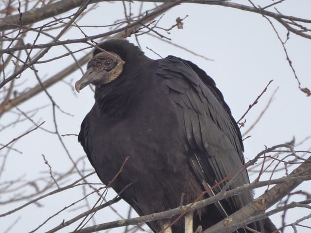 eBird Checklist - 20 Jan 2022 - Kings--Canning - 1 species