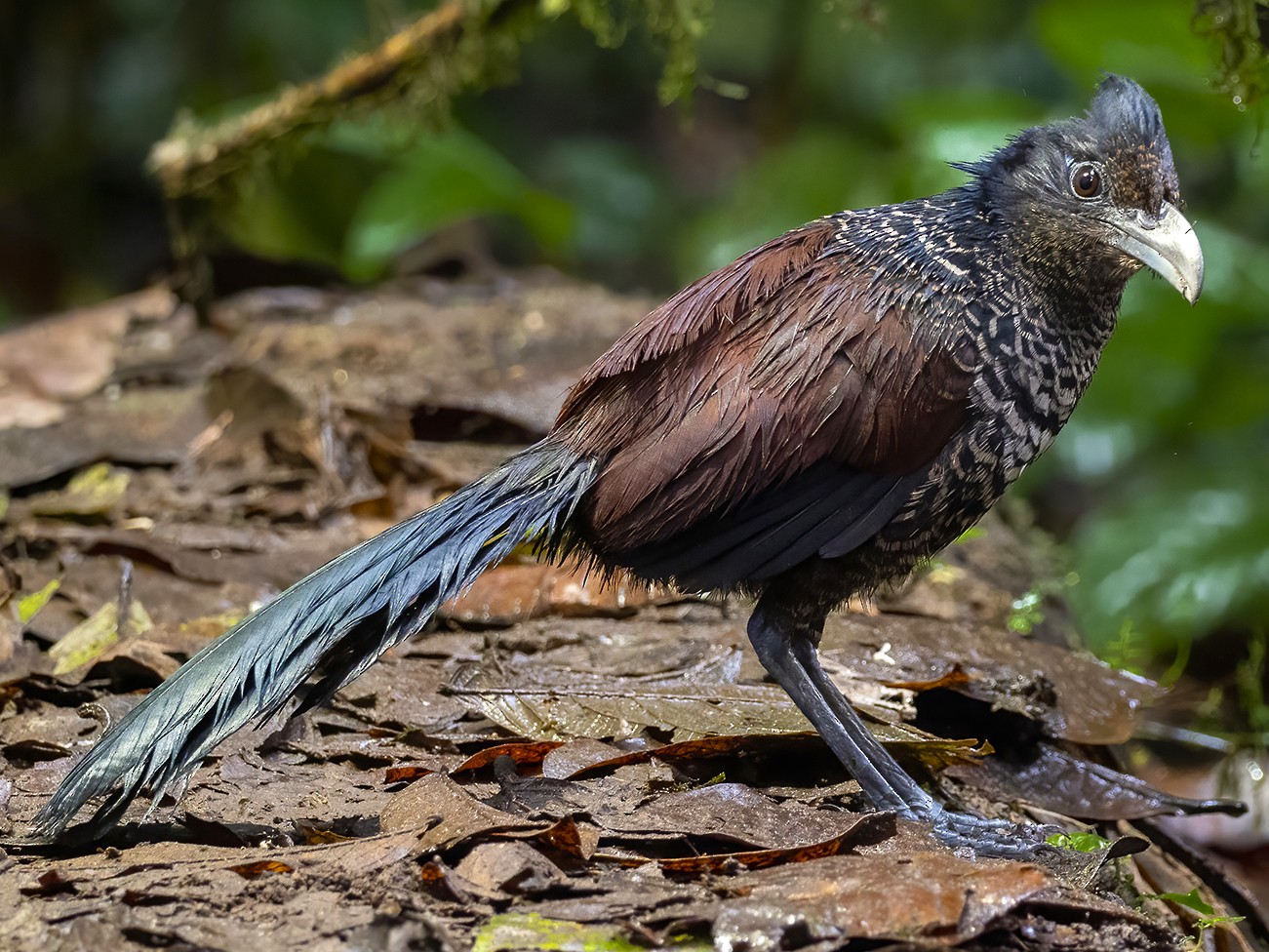 Banded Ground-Cuckoo - eBird
