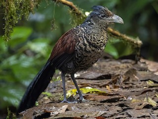 Banded Ground-Cuckoo - eBird