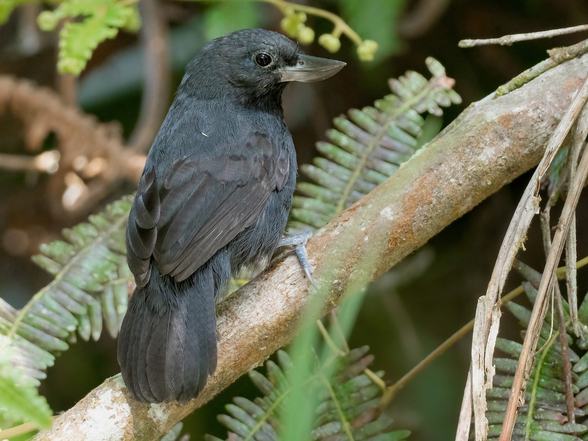 Recurve-billed Bushbird - Clytoctantes alixii - Birds of the World