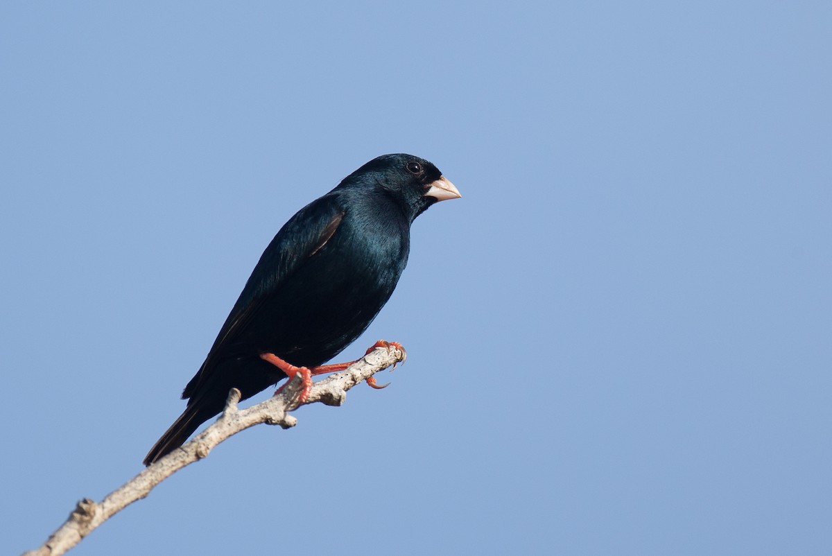 Village Indigobird - Vidua chalybeata - Birds of the World