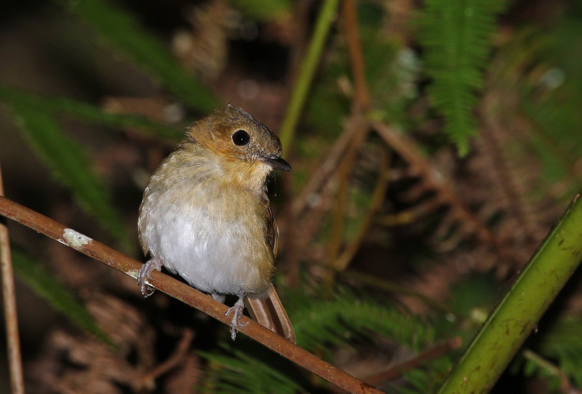 Cryptic Flycatcher - Ficedula crypta - Birds of the World