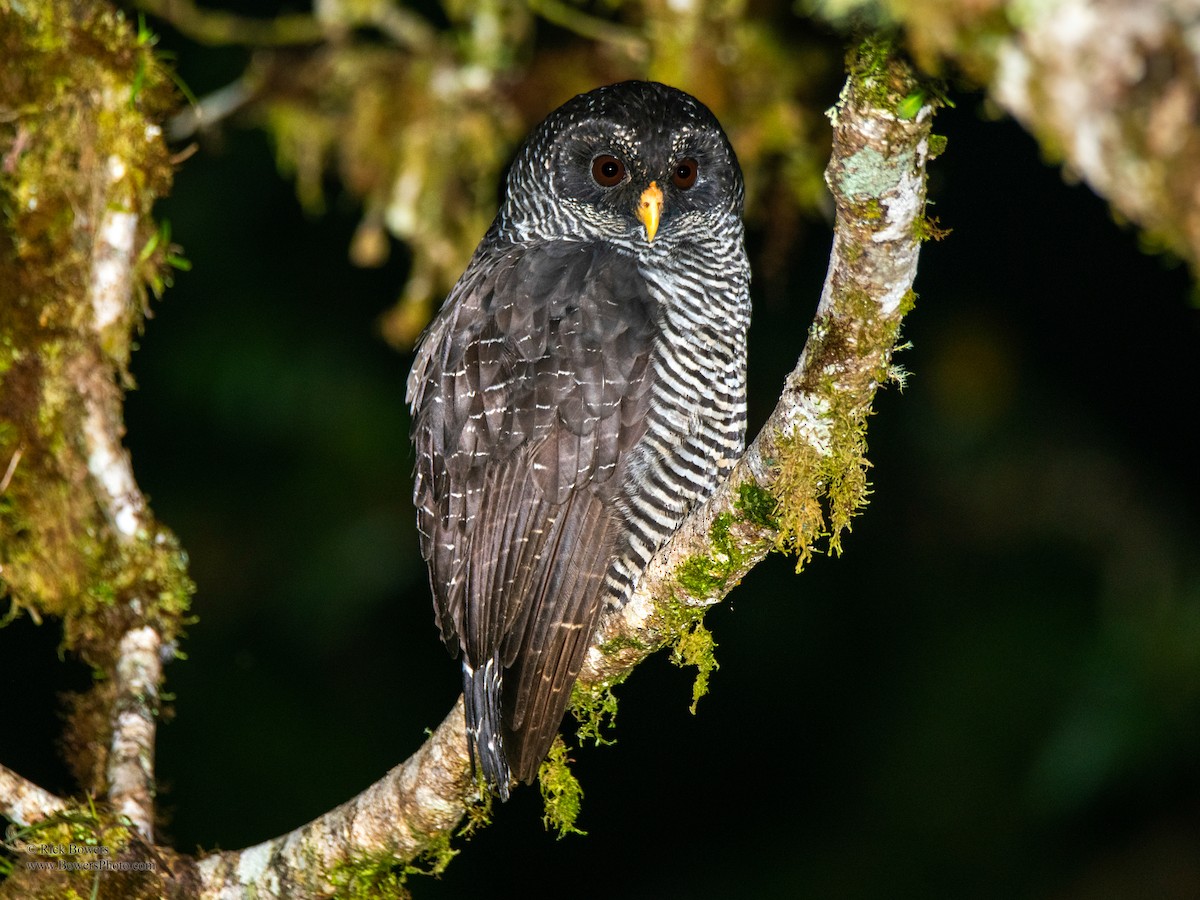 Black-banded Owl - Strix huhula - Birds of the World
