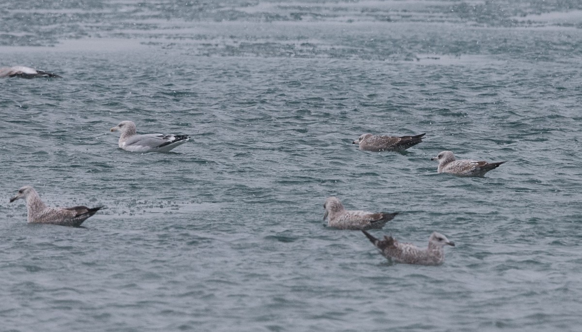 eBird Checklist - 22 Jan 2022 - Corunna--Guthrie Park - 5 species (+8 ...