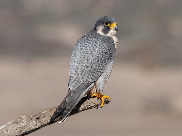Peregrine Falcon Body Structure
