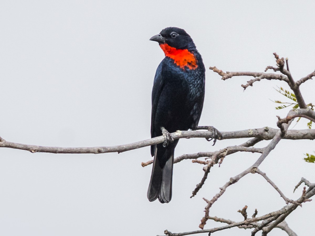 Scarlet-throated Tanager - Compsothraupis loricata - Birds of the World