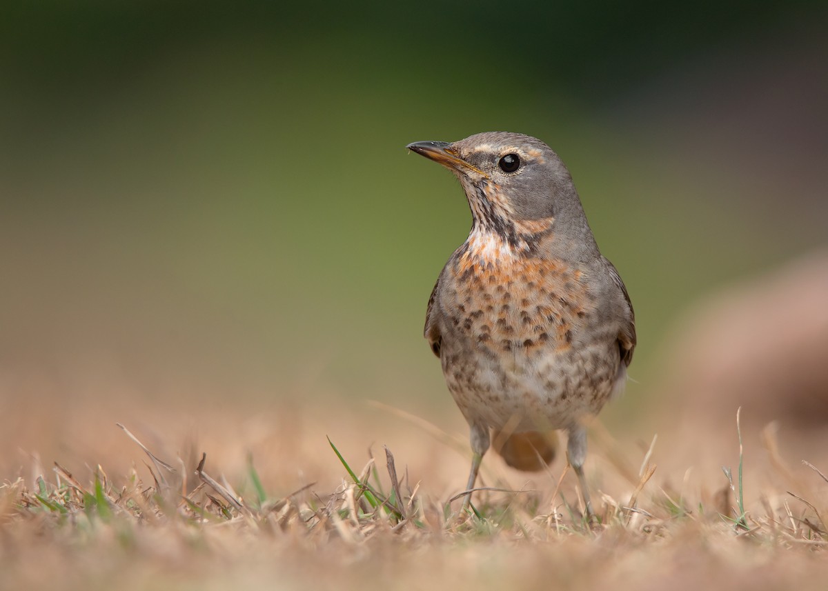 ML408807731 - Red-throated Thrush - Macaulay Library