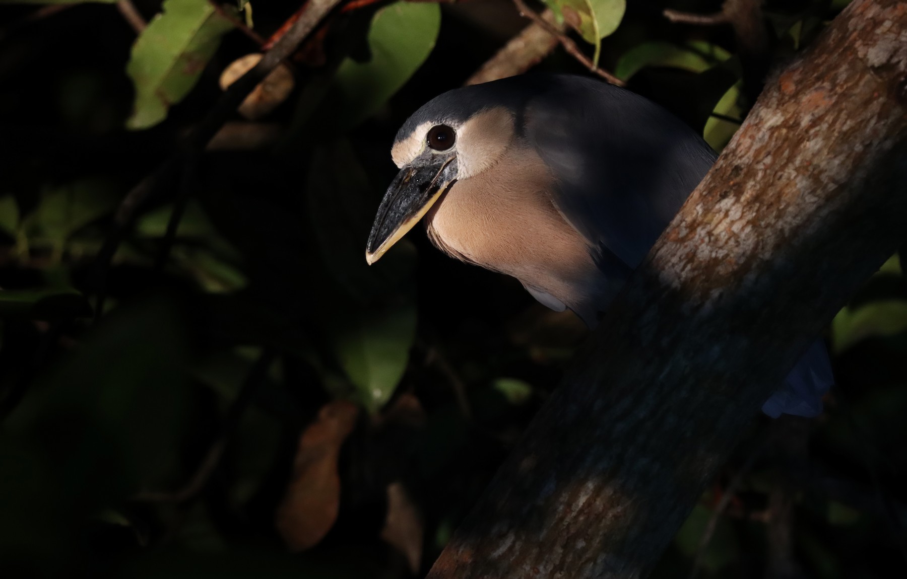 Garza Cucharón (grupo zeledoni) - eBird