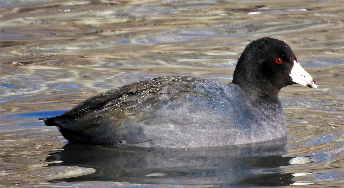 ML408947591 American Coot (Red-shielded) Macaulay Library