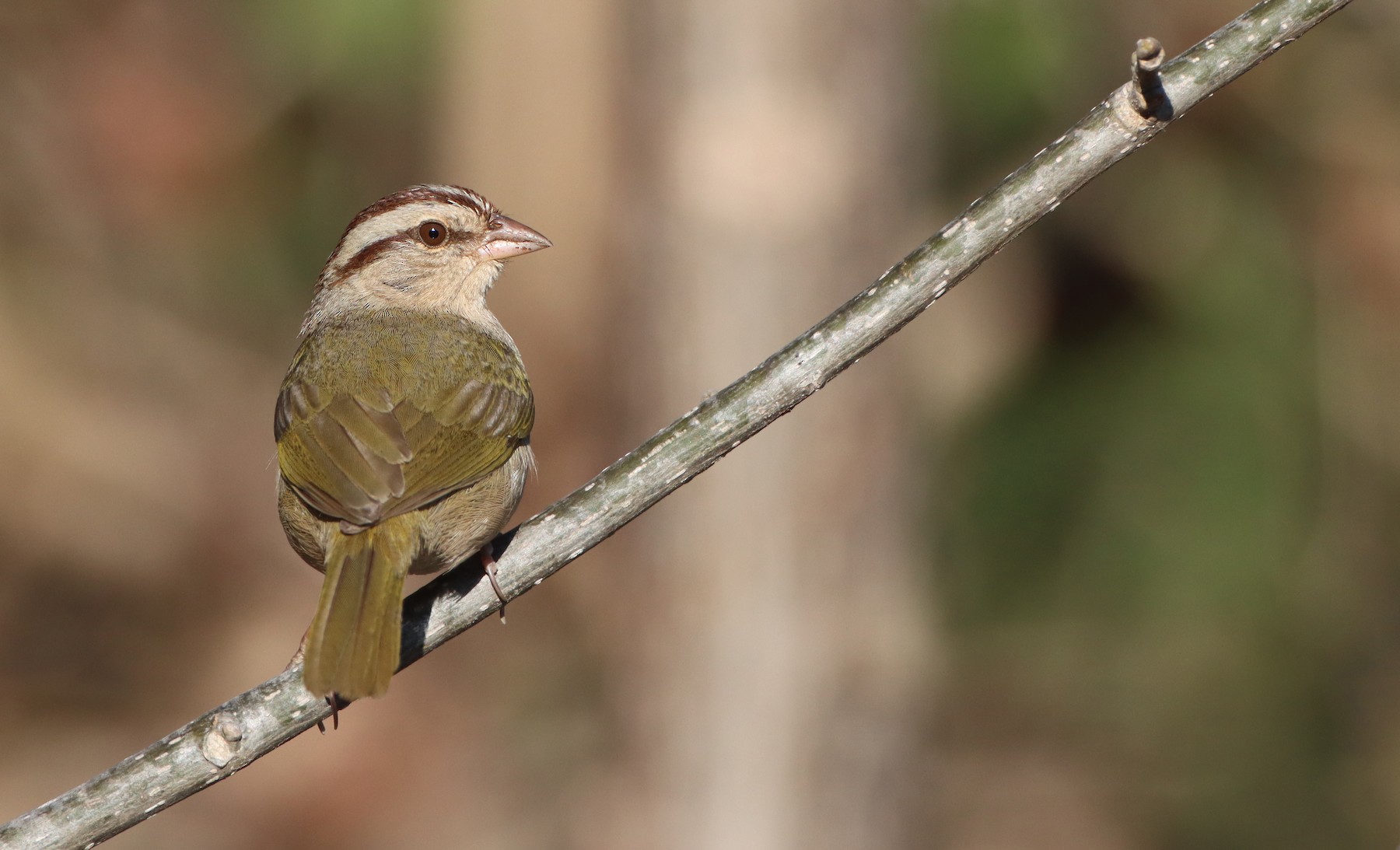 Olive Sparrow (Pacific) - eBird