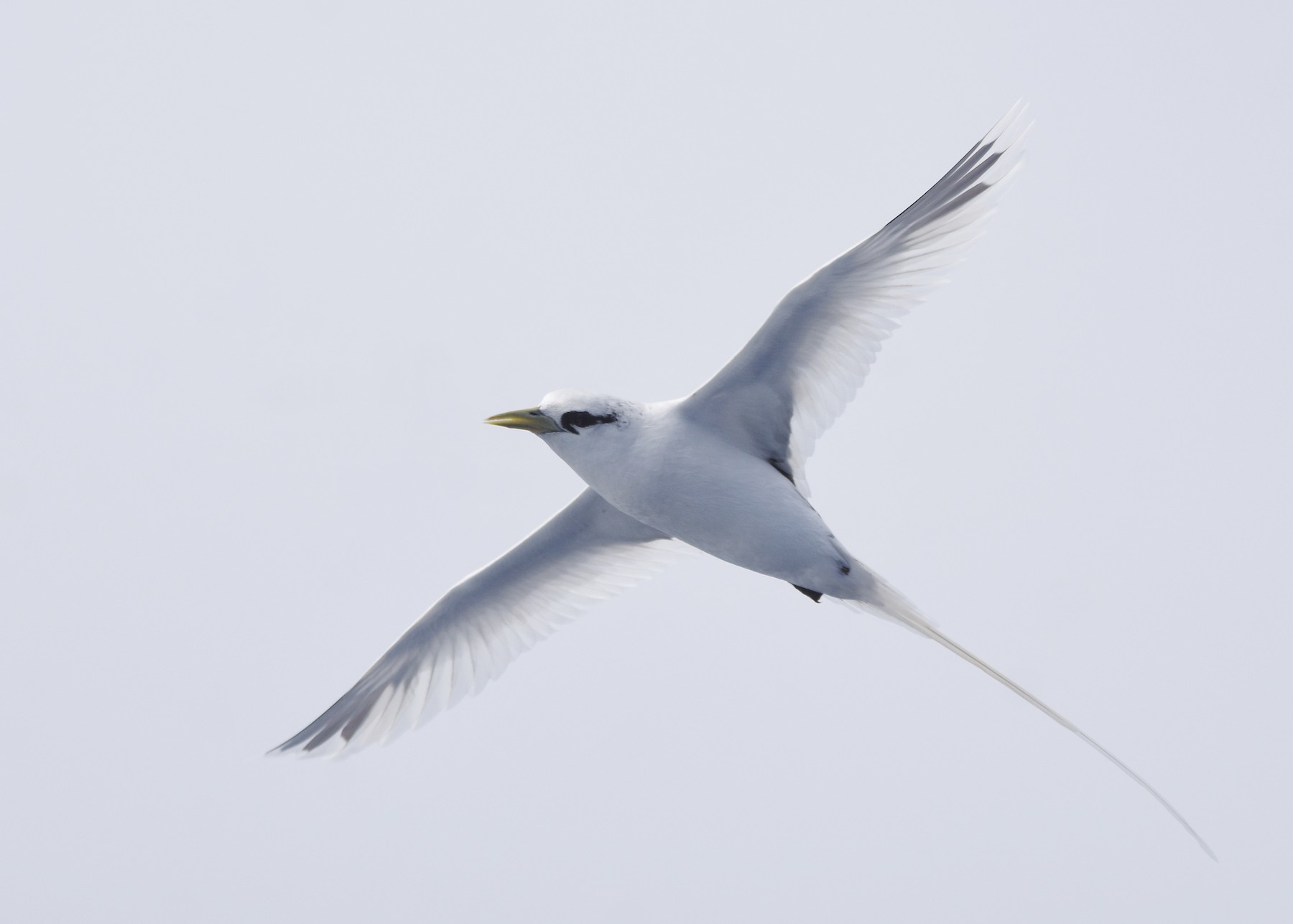 White-tailed Tropicbird (Pacific) - eBird