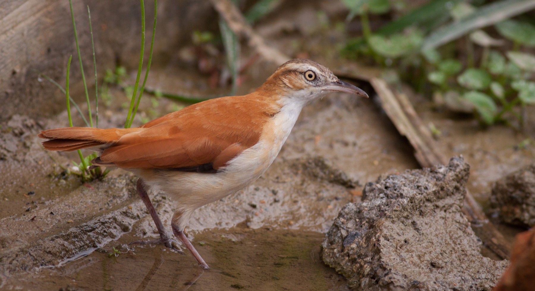 Pale-legged Hornero (Pacific) - eBird