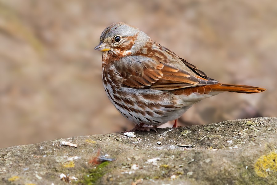 Fox Sparrow (Red) - eBird