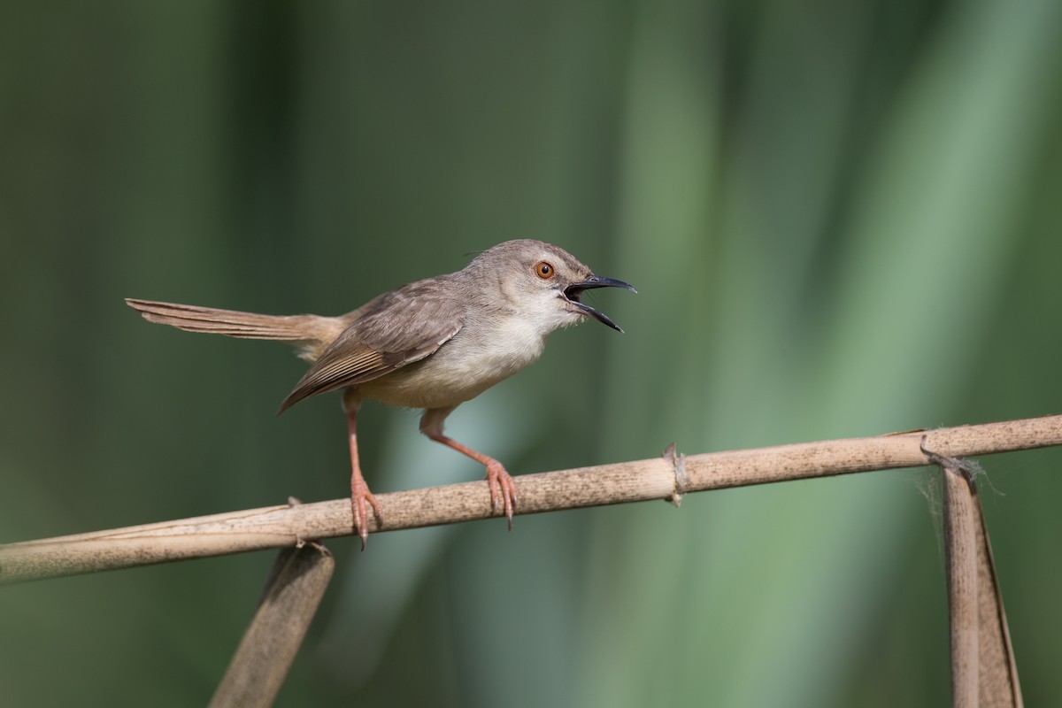 Tawny-flanked Prinia - Prinia subflava - Birds of the World