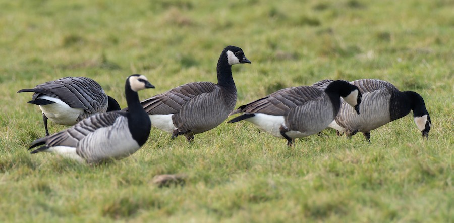 Barnacle x Canada Goose (hybrid) - eBird