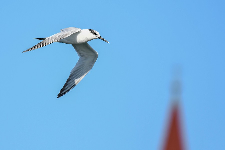 Sandwich Tern (Eurasian) - eBird