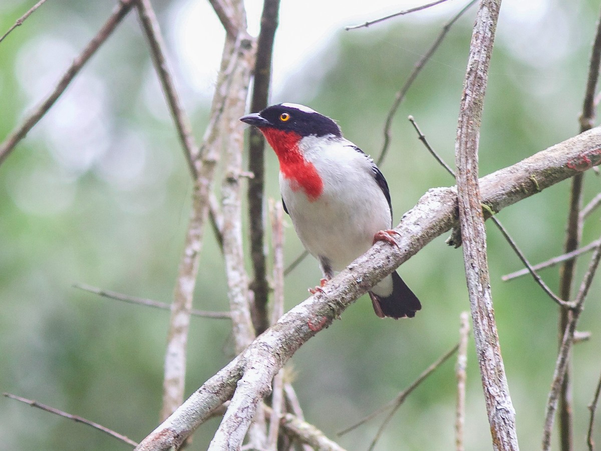 Cherry-throated Tanager - Nemosia rourei - Birds of the World